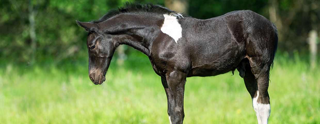 Barock Pinto Studbook