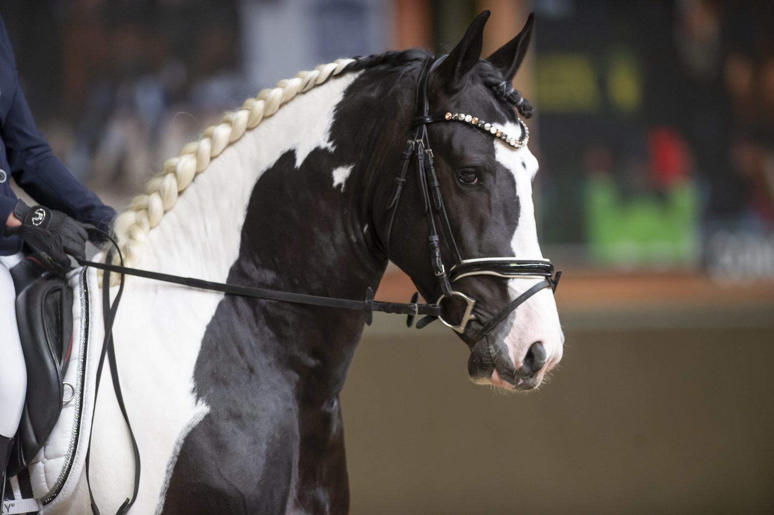 Home - Barock Pinto Studbook